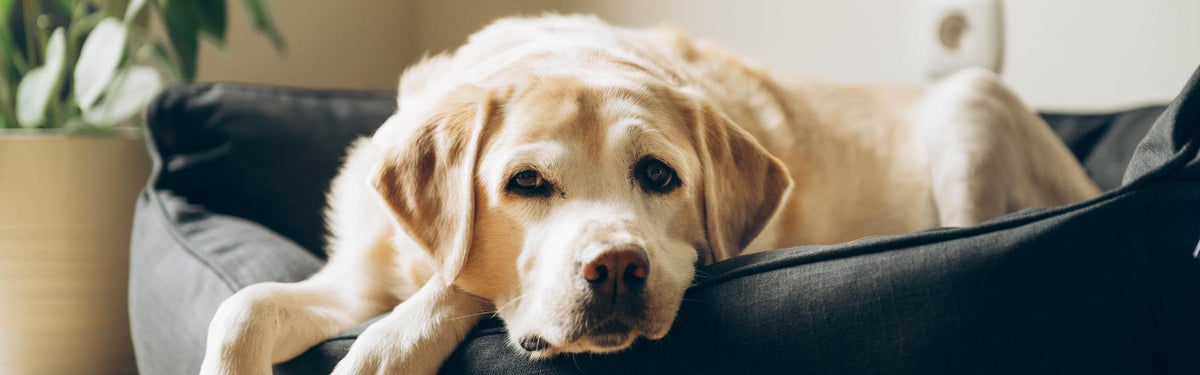 Ageing gracefully: Senior dog care tips for pet parents | PetLab