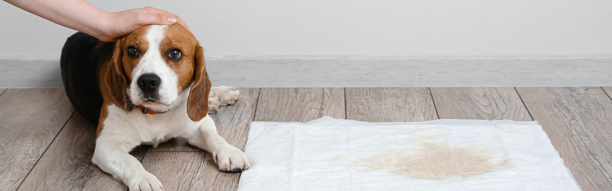 Top 6 Causes of Puppy Potty Regression (Plus Tips & Solutions) | PetLab