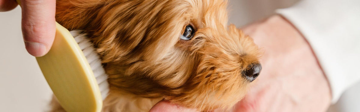 From fuzzy to fabulous: Your complete guide to dog brushes | PetLab