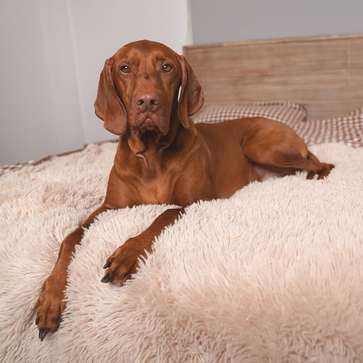 PetLab Grubby Paw Dog Blanket